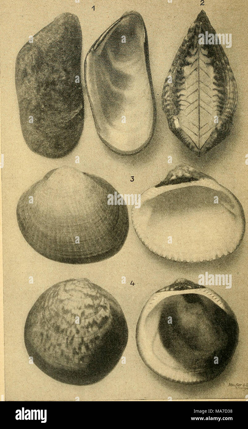 . Einführung in die europäische Meeresmolluskenfauna an der Hand ihrer ...