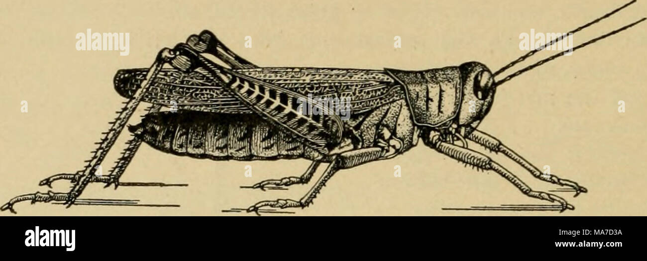 . Elementary entomology . Fig. 70. The differential locust. (Enlarged ...