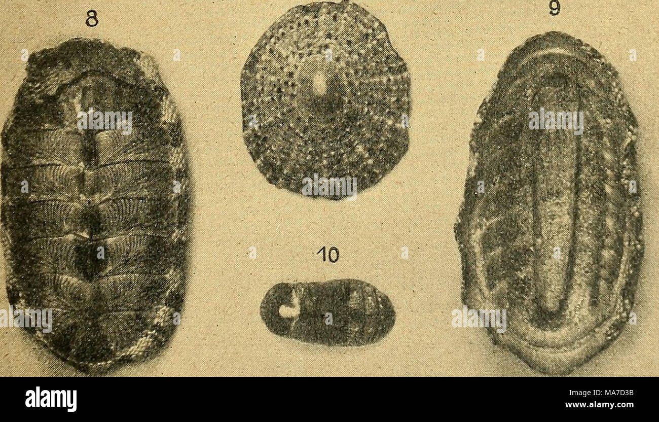 Patella granularis hi-res stock photography and images - Alamy