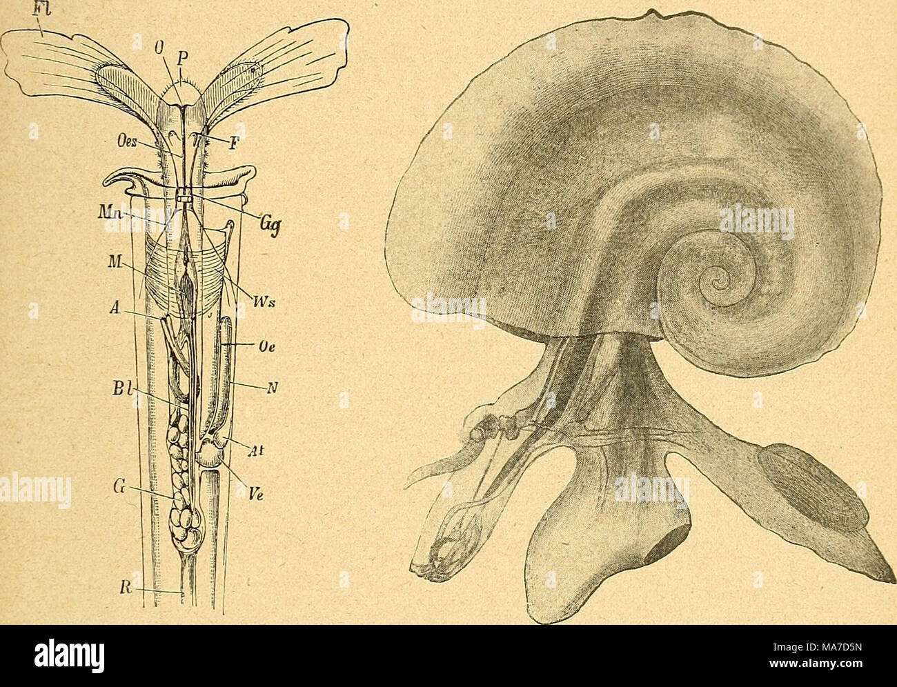 Fig 102 103 hi-res stock photography and images - Alamy