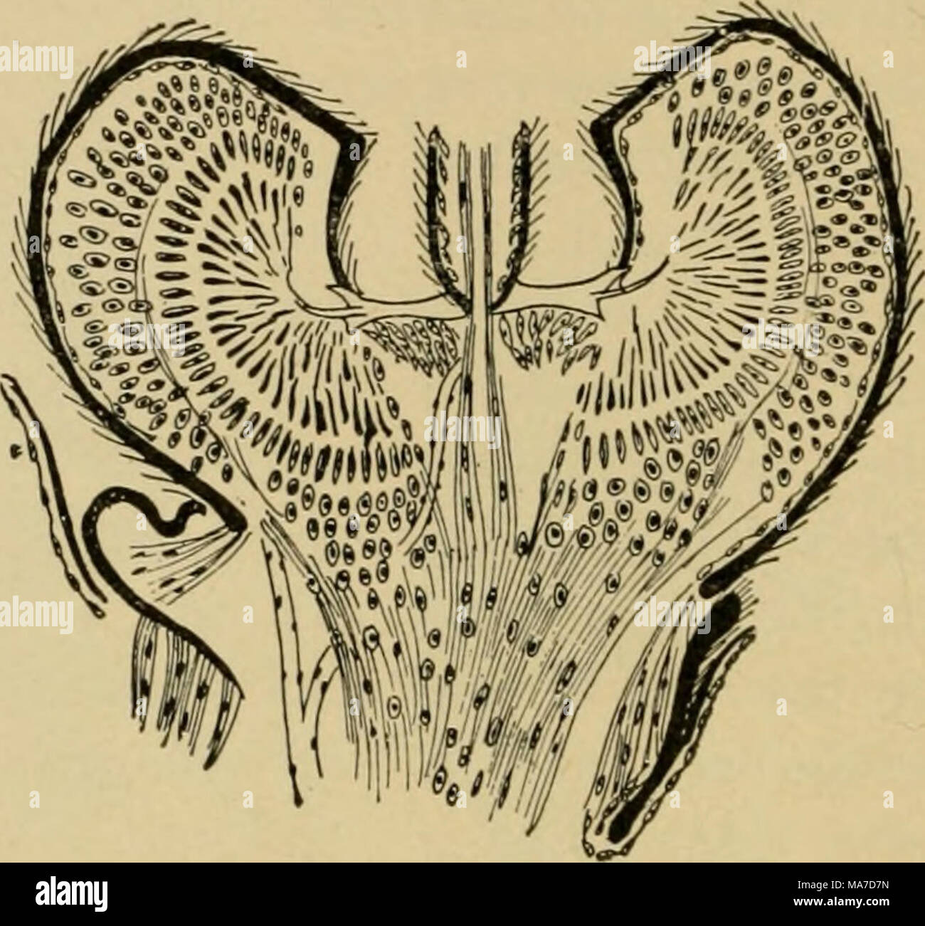 . Elementary entomology . Fig. 54. Diagram of longitudinal section ...