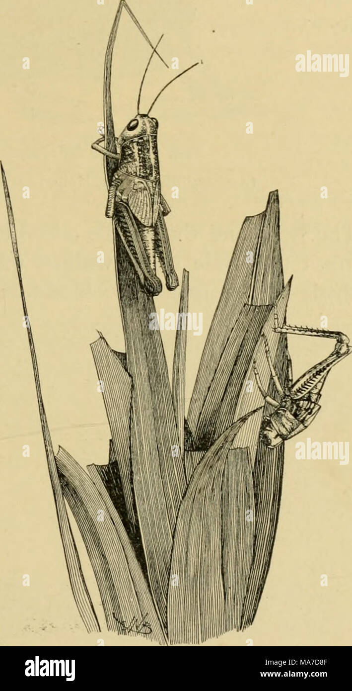 . Elementary entomology . Fk;. 69. Nymph of last stage of differential ...