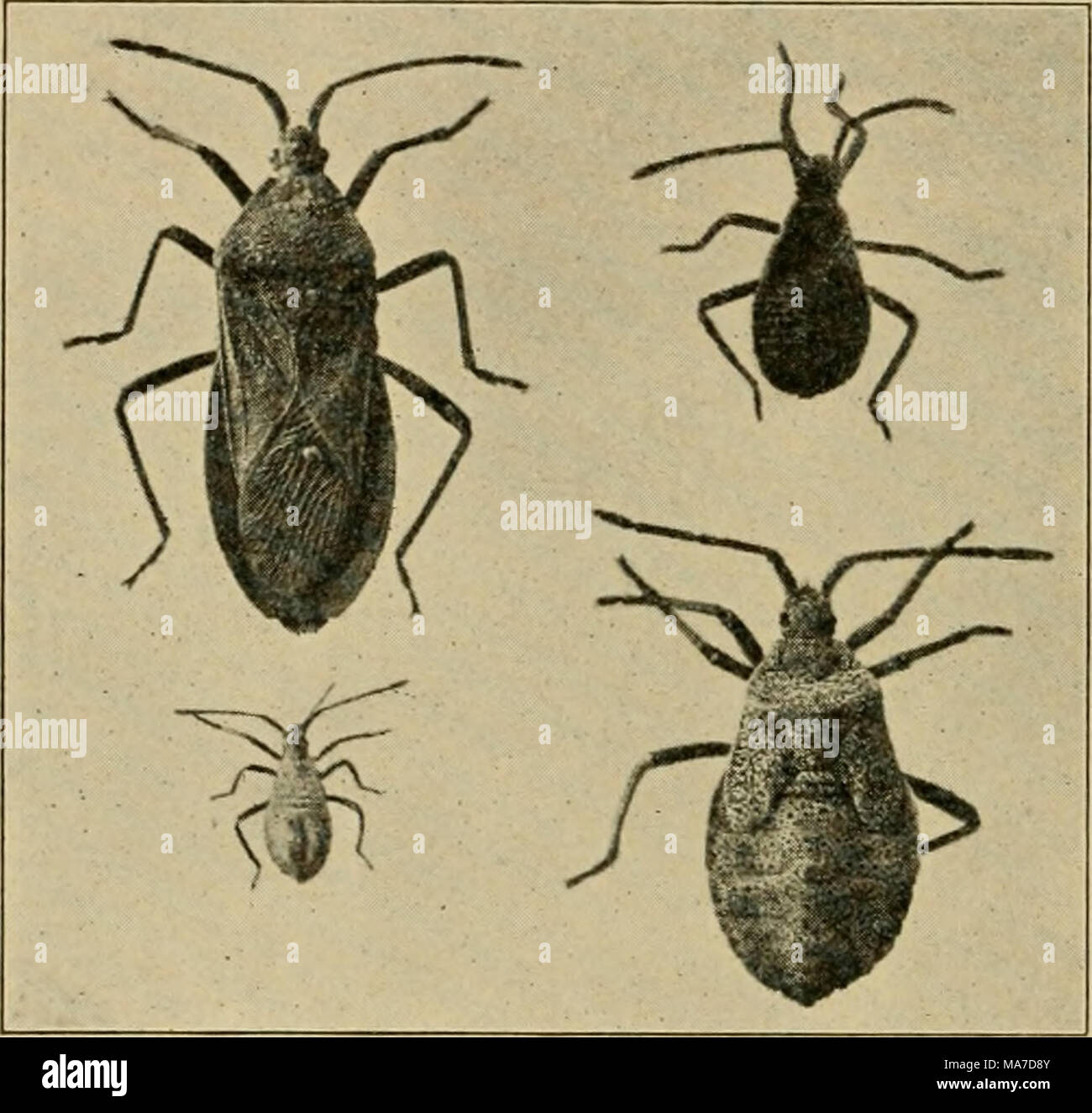 . Elementary entomology . Fig. 62. The squash-bug, adult and nymphs of ...