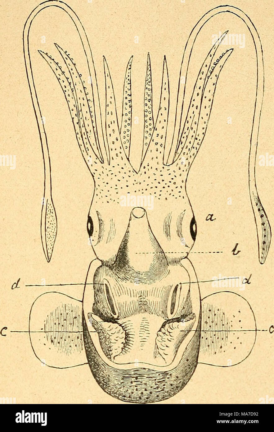 Sepiola hi-res stock photography and images - Alamy