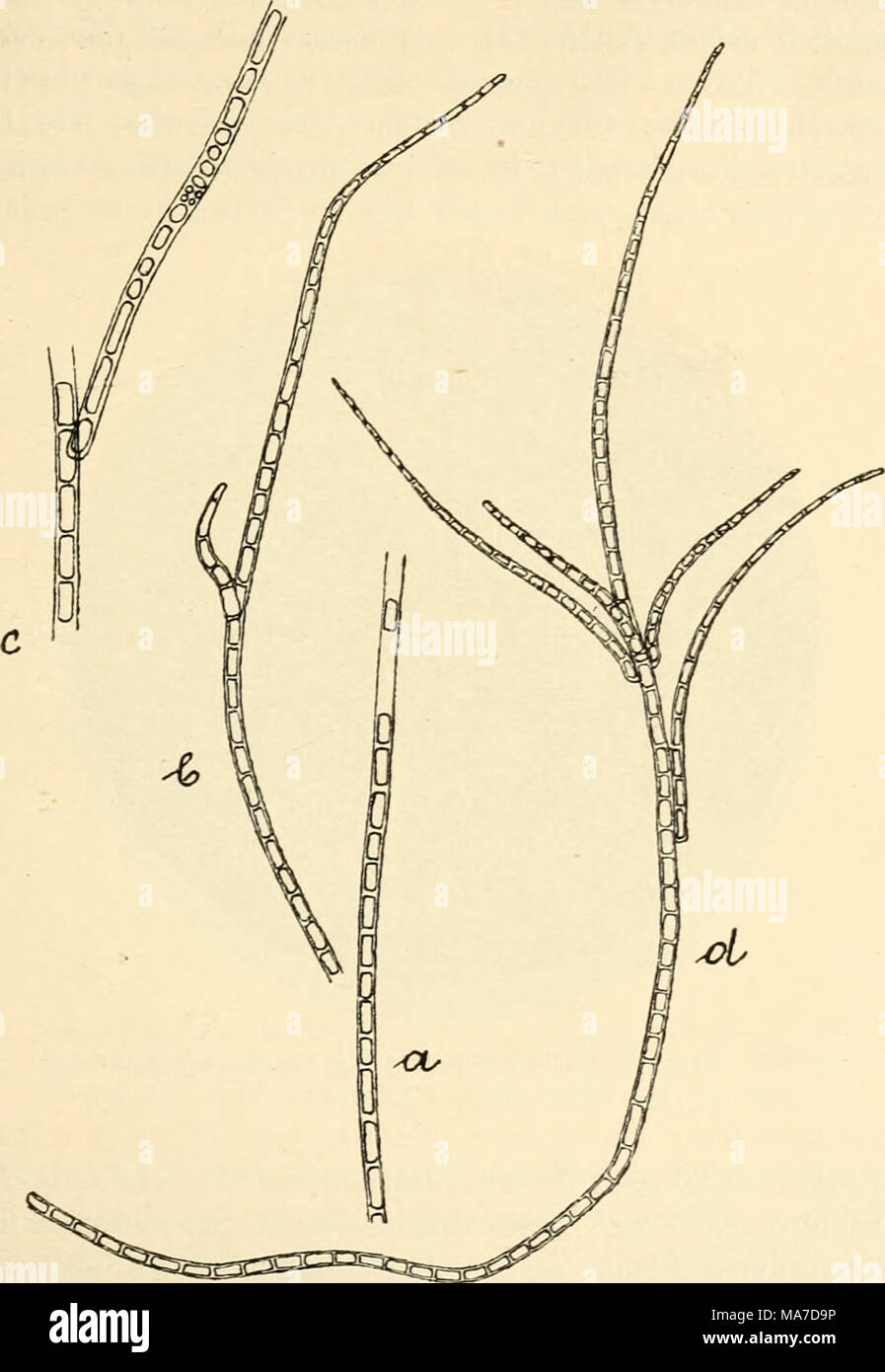 Stark wie 2 hi-res stock photography and images - Alamy