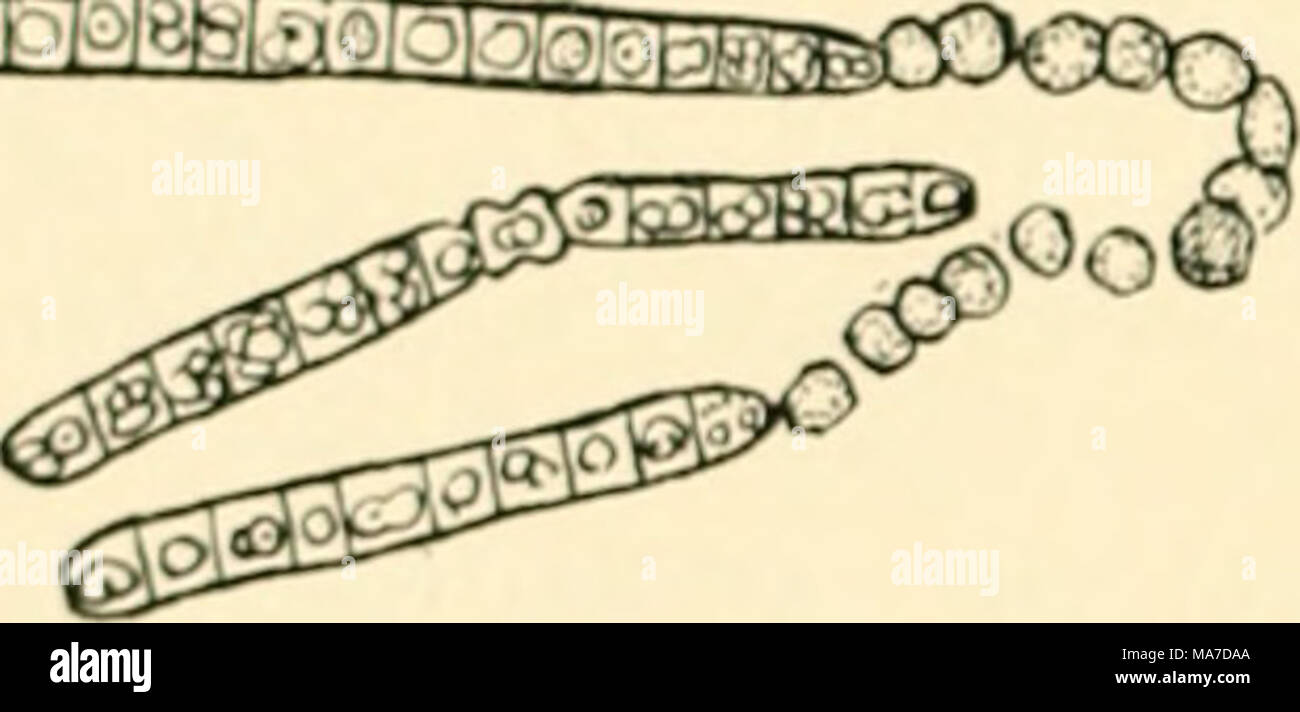 Beggiatoa winogradsky hi-res stock photography and images - Alamy