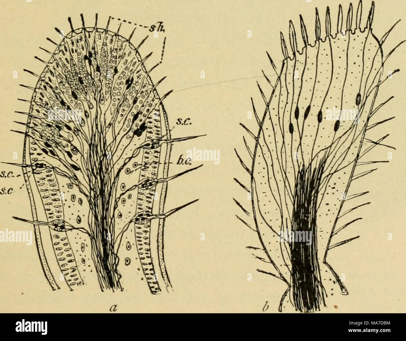. Elementary entomology . Fig. 48. Nerve endings in tip of maxillary ...