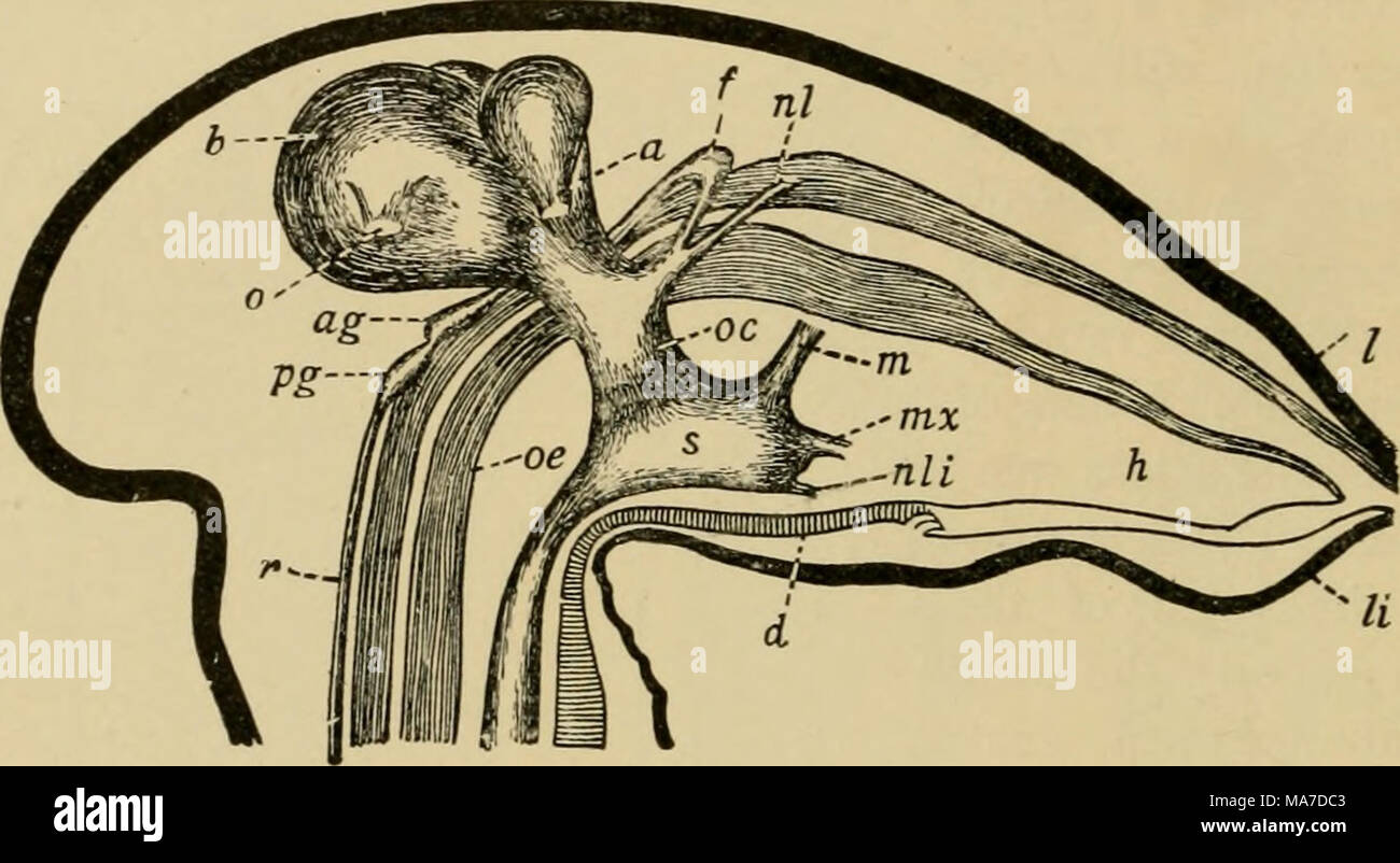 . Elementary entomology . Fig. 43. Nervous system of head of cockroach ...