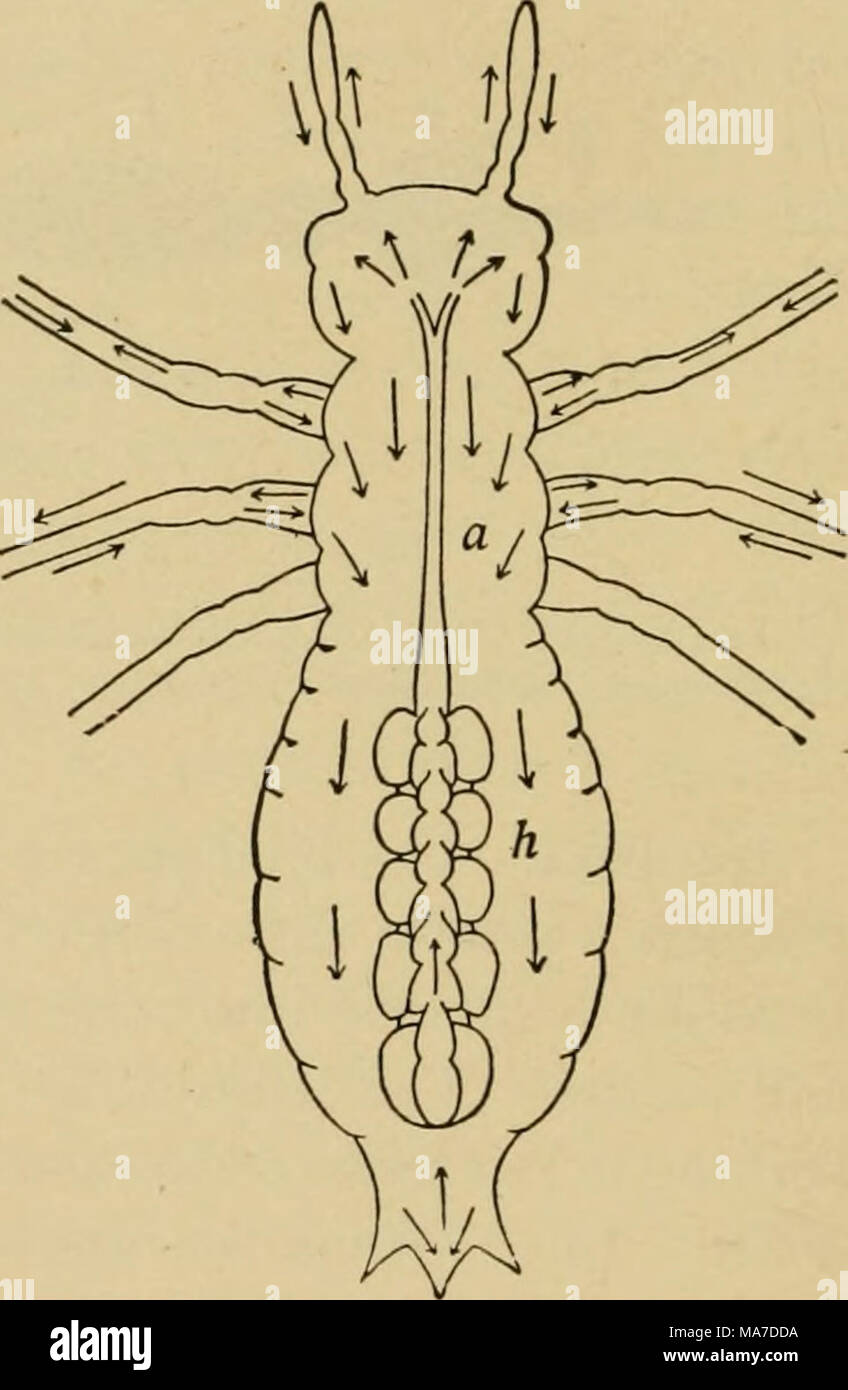 Entomologyeducation hi-res stock photography and images - Alamy