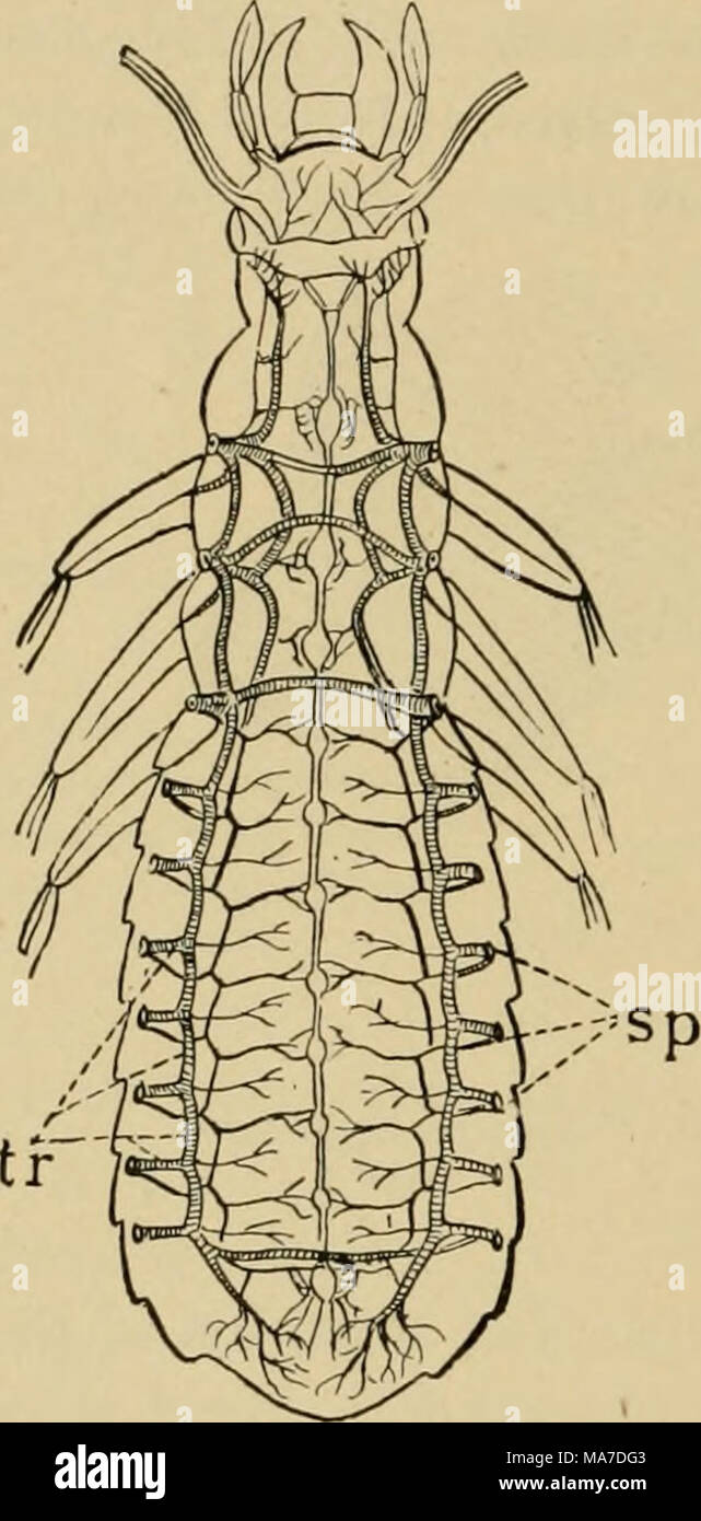 . Elementary entomology . Fig. 39. Diagram of tracheal system in body ...