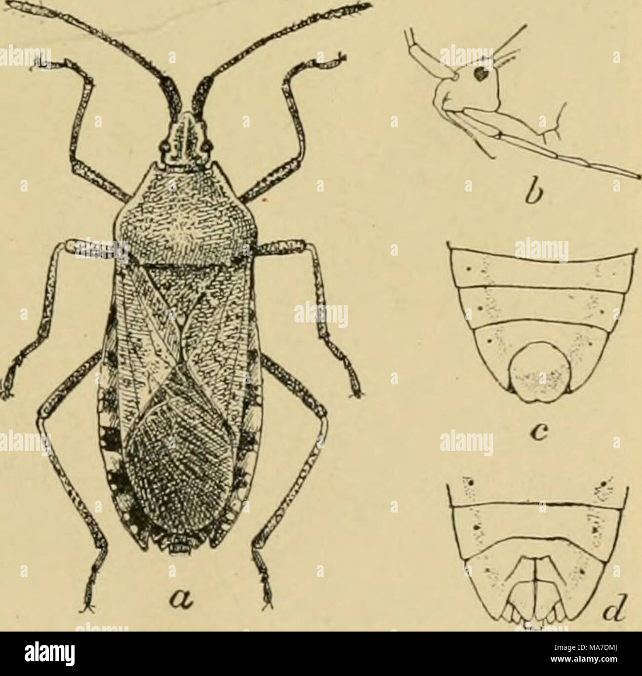 . Elementary entomology . Fig. 64. Squash-bug a, mature female ...