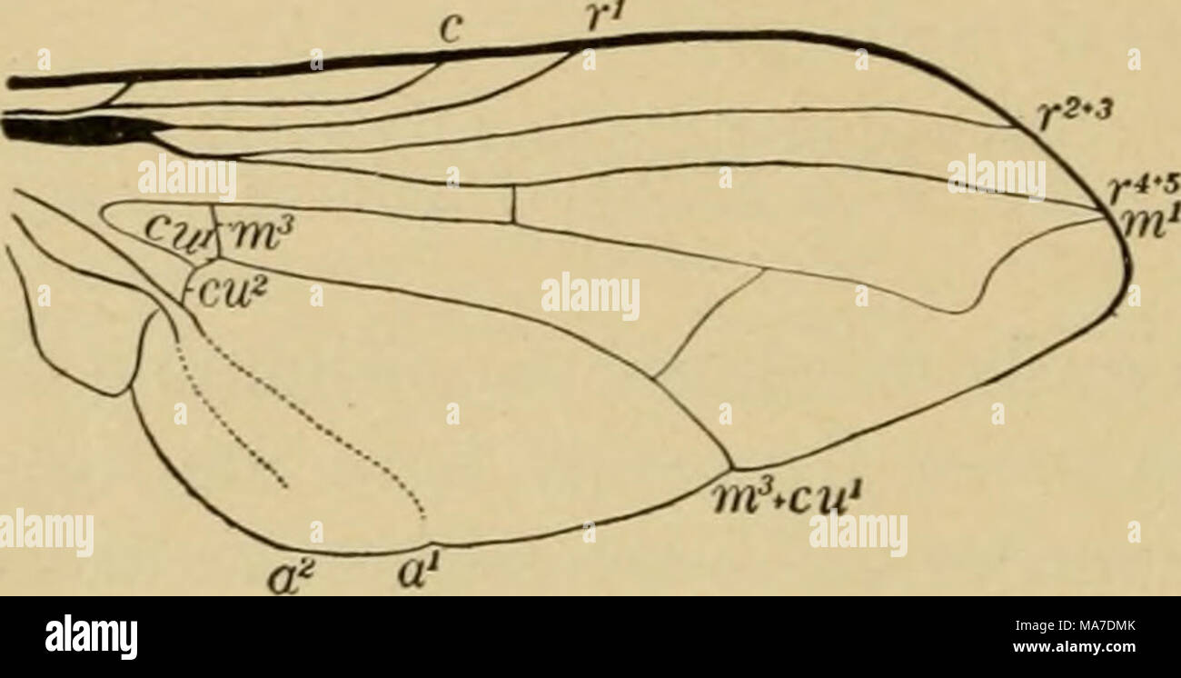 . Elementary entomology . mouth-parts, form the most important basis ...