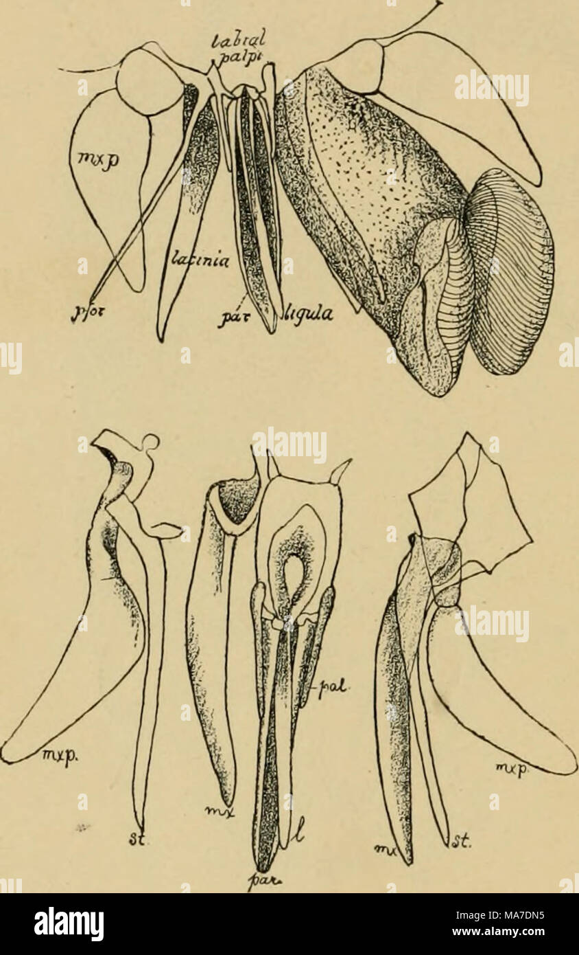 . Elementary entomology . Fig. 20. Mouth-parts of horse-fly {Tahantis ...