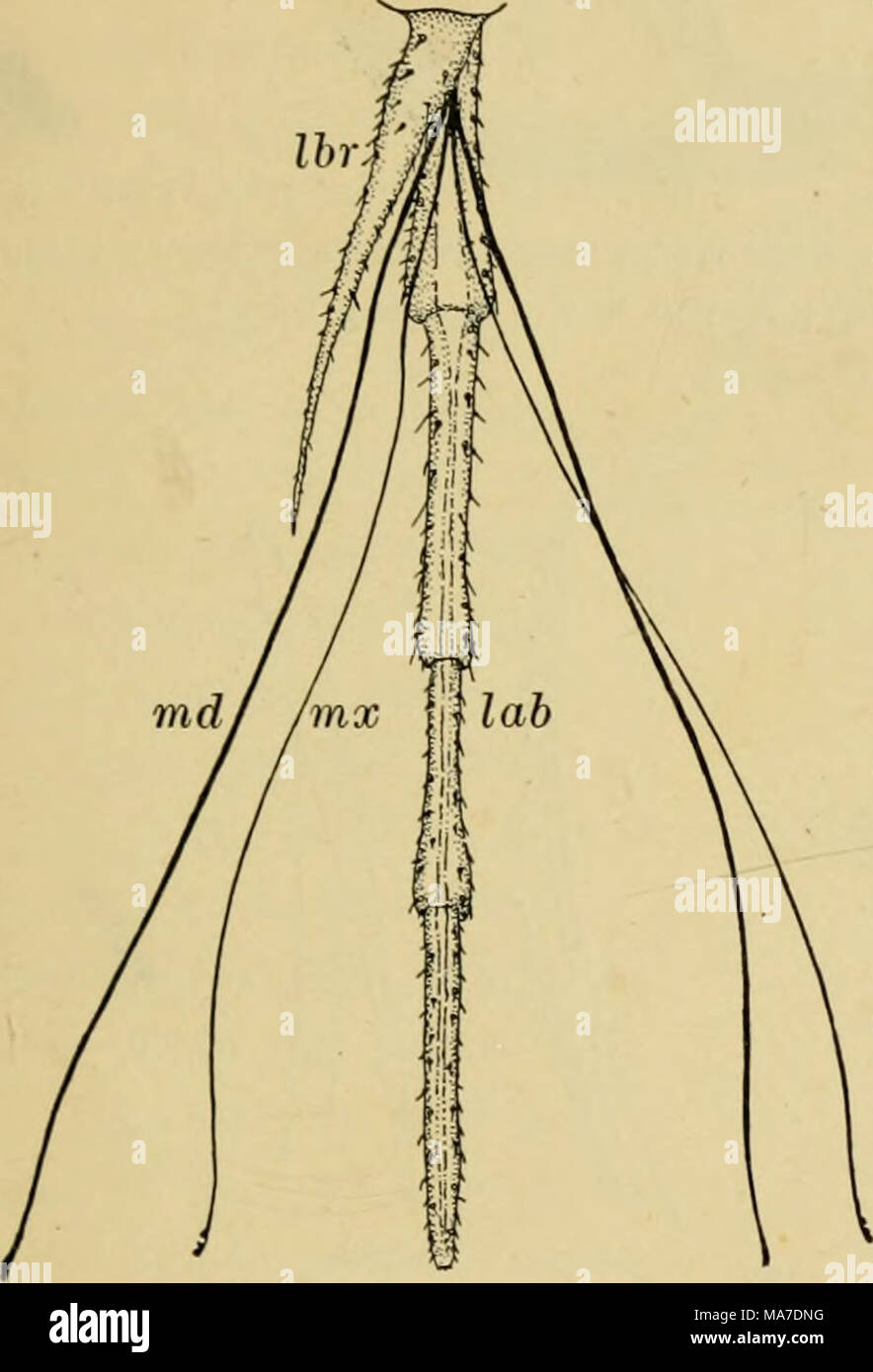 . Elementary entomology . Fig. 15. Mouth-parts of the squash-bug lab ...