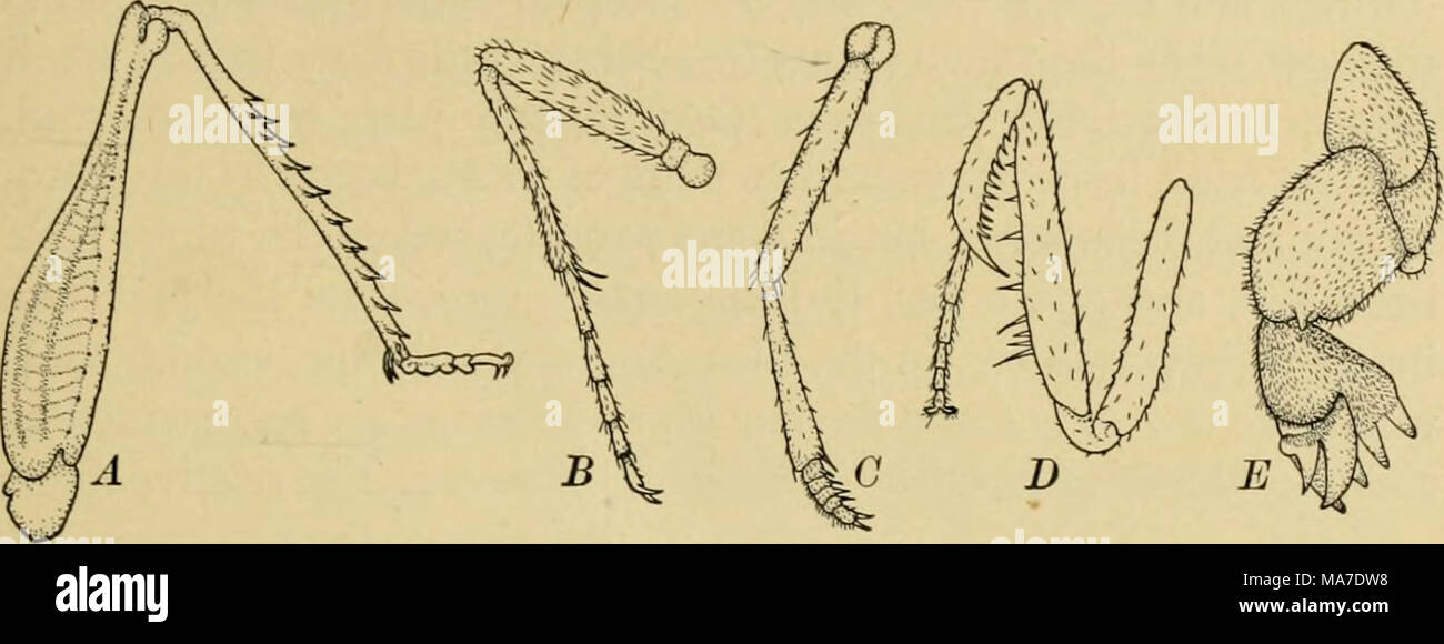 Weak grasshopper hi-res stock photography and images - Alamy