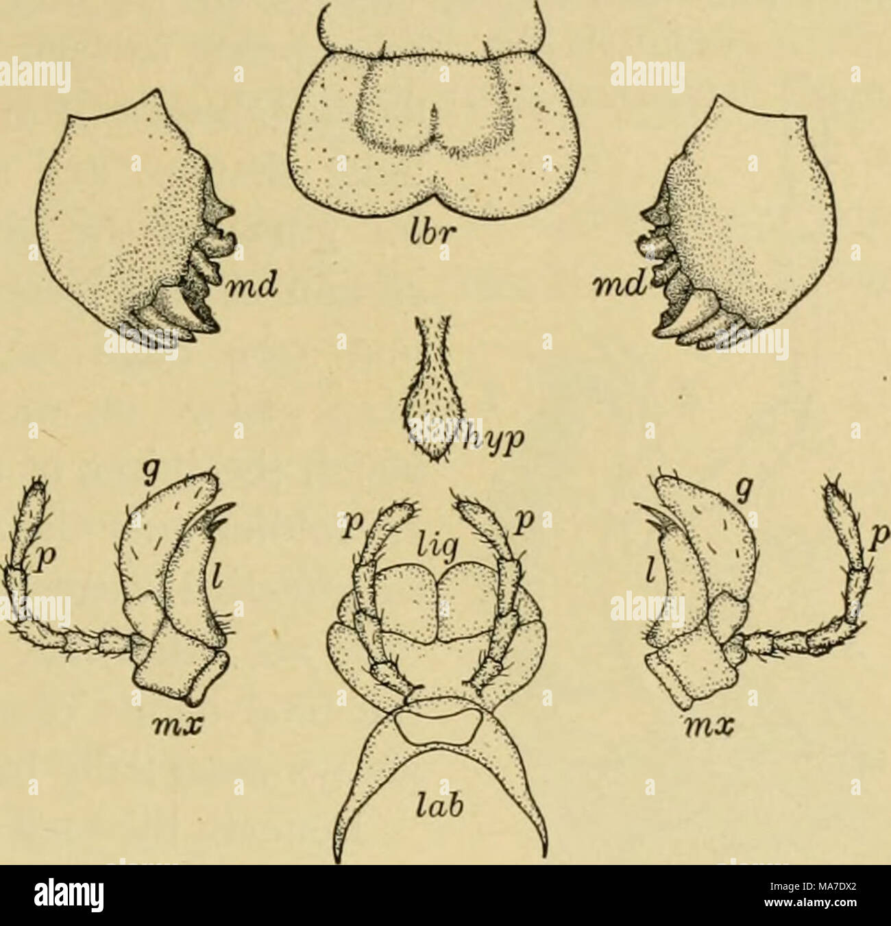 . Elementary entomology . Fig. II. Mouth-parts of grasshopper, typical ...