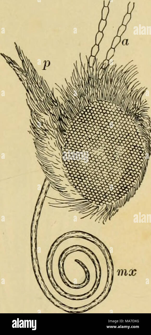 . Elementary entomology . Fig. 16. Side view of head of butterfly, with ...