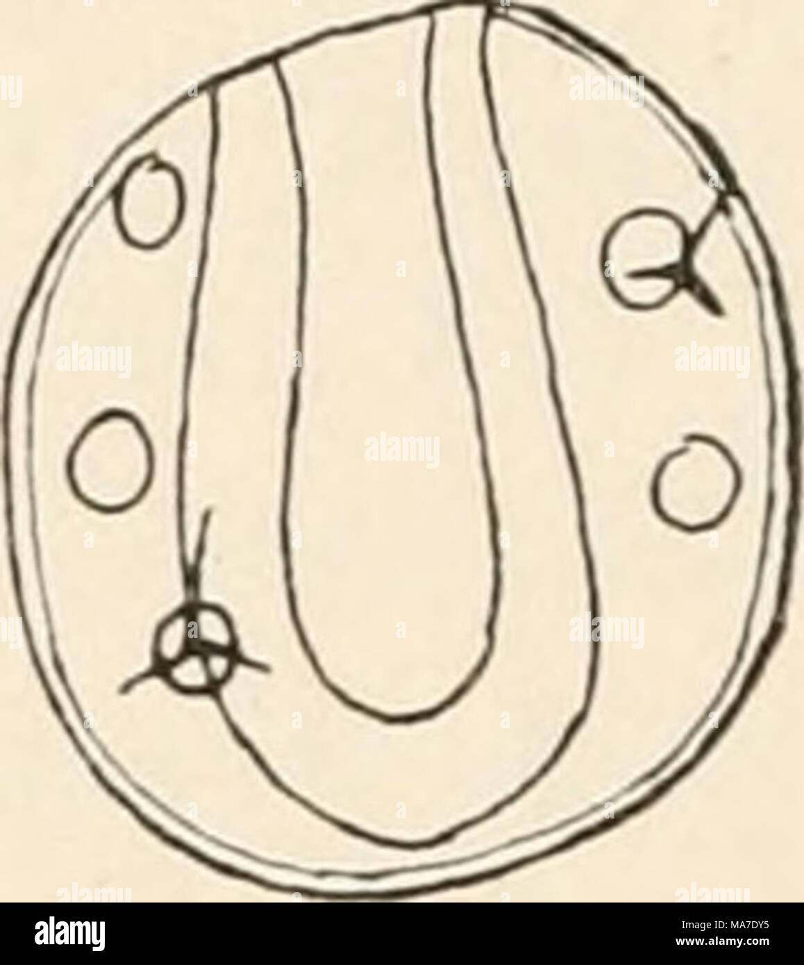 . Einführung in die experimentelle Entwickelungsgeschichte ...