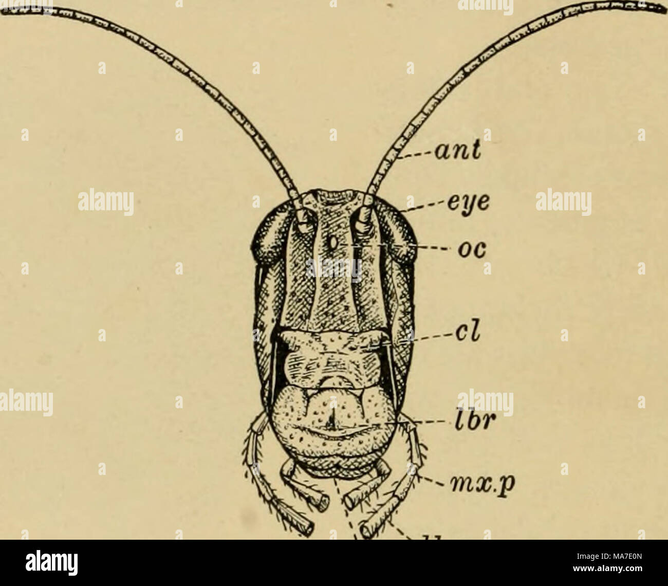 . Elementary entomology . -mx.p lab ^Ib.p Fig. 10. Face of grasshopper ...