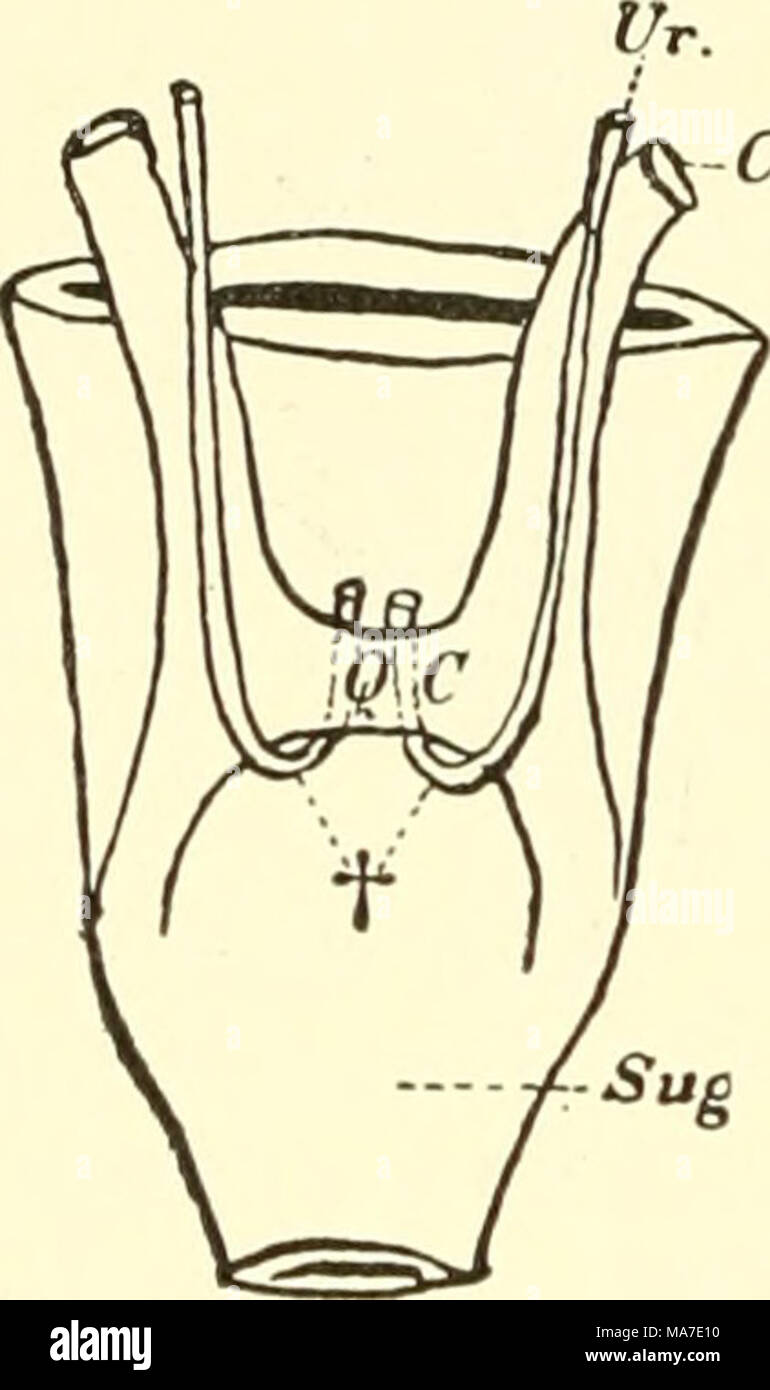 Wirbeltiere anatomie hi-res stock photography and images - Alamy