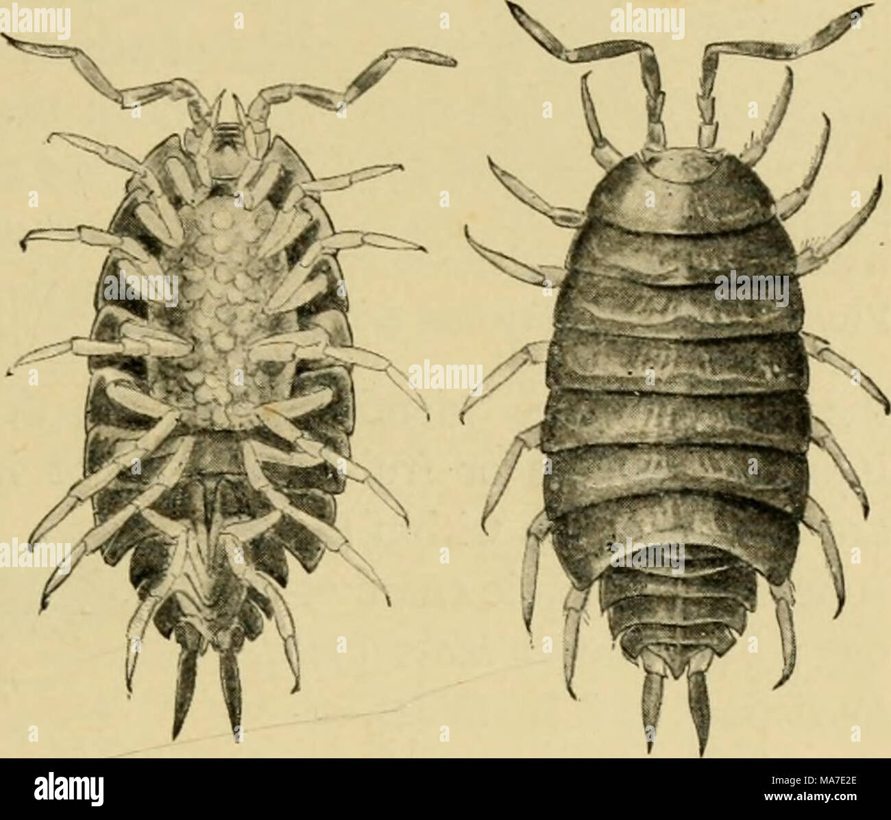 . Elementary entomology . Fig. 4. Sow-bug, or pill-bug [Poirellis ...