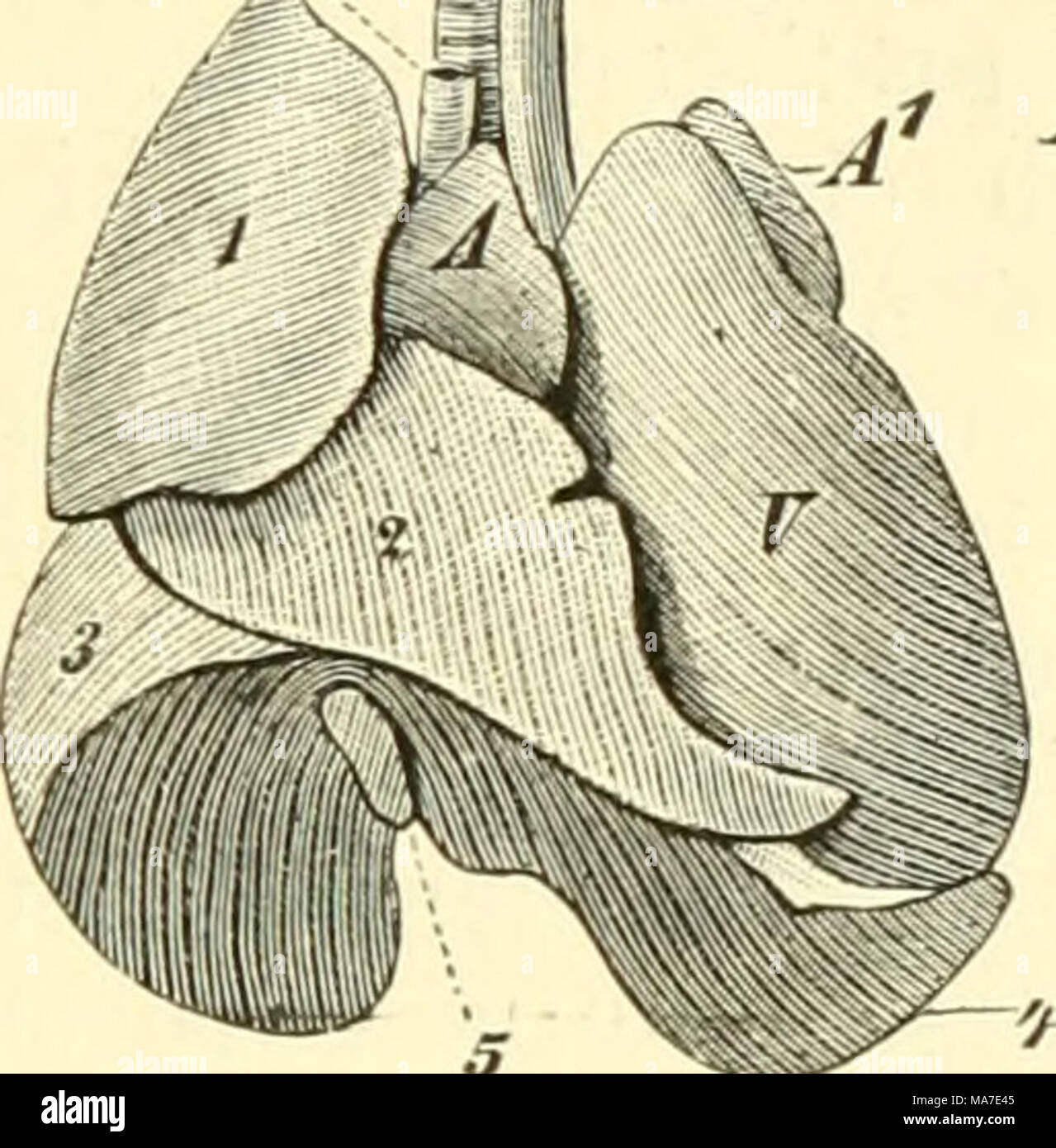 . Einführung in die vergleichende Anatomie der Wirbeltiere, für ...