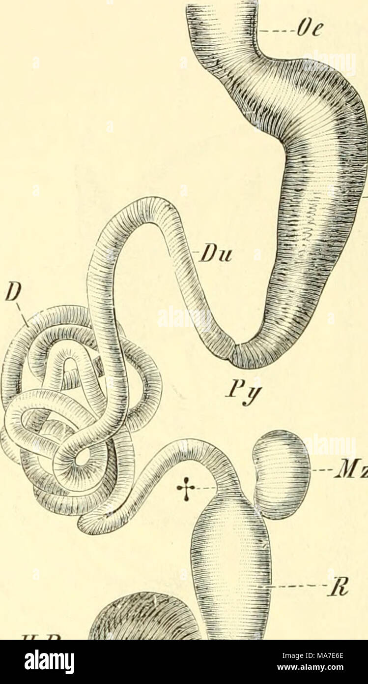 L anatomie hi-res stock photography and images - Alamy