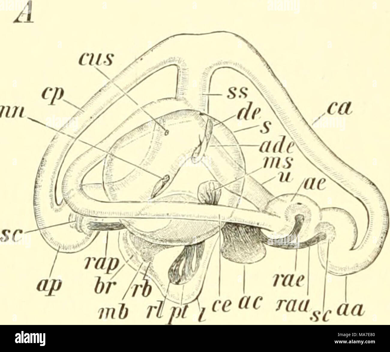 Wirbeltiere anatomie hi-res stock photography and images - Alamy