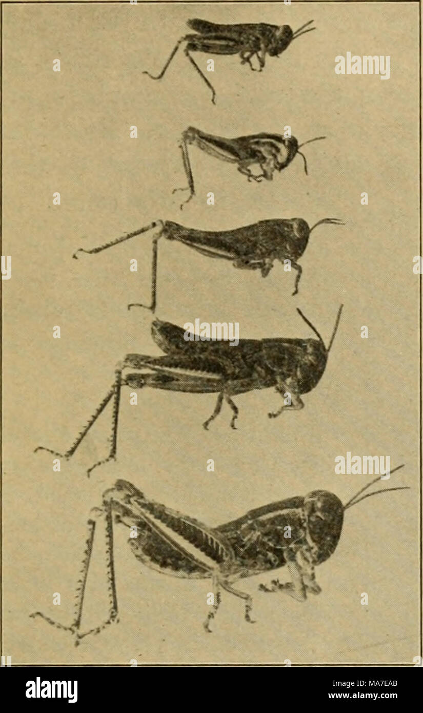 . Elementary entomology . Fig. 66. First three stages of the nymphs of ...