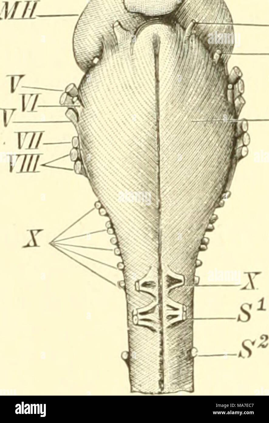 L anatomie hi-res stock photography and images - Alamy