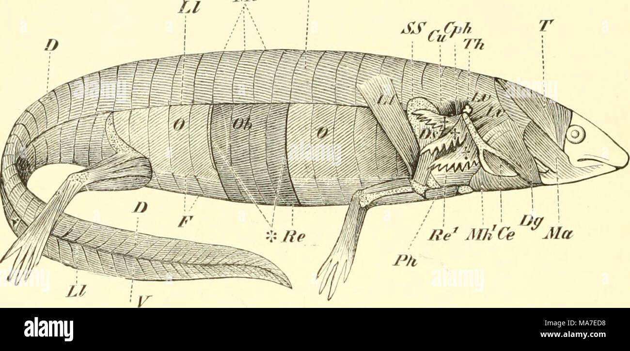 . Einführung in die vergleichende Anatomie der Wirbeltiere, für ...