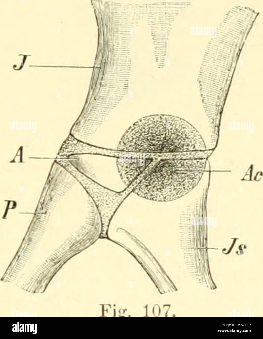 Ischii hi-res stock photography and images - Alamy