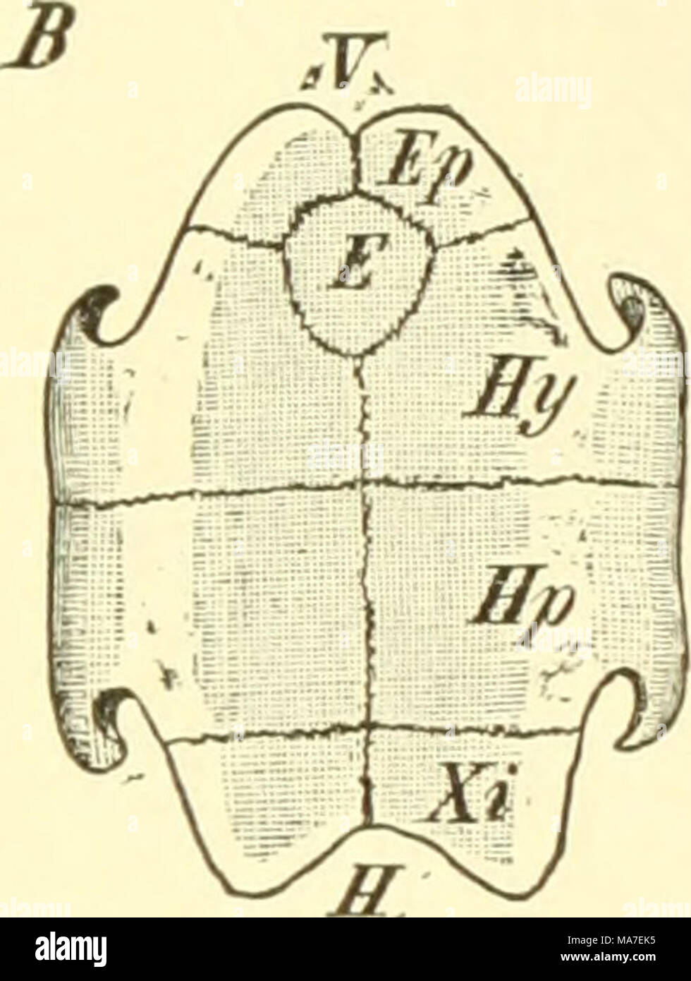 Wirbeltiere anatomie hi-res stock photography and images - Alamy