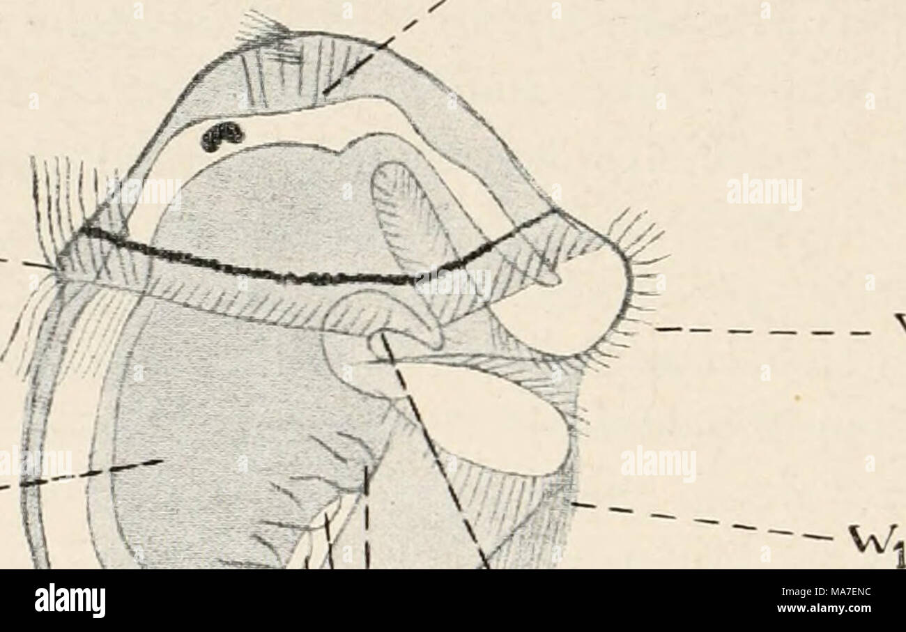 Trochophora hi-res stock photography and images - Alamy