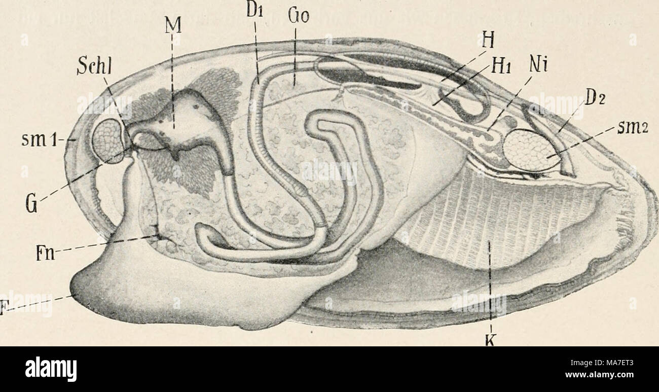 . Einführung in die Biologie . Fig. 116. Anatomie der Teichmuschel nach ...