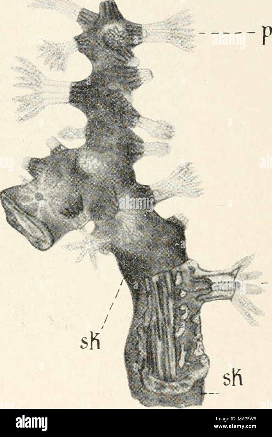 Polypen hi-res stock photography and images - Alamy