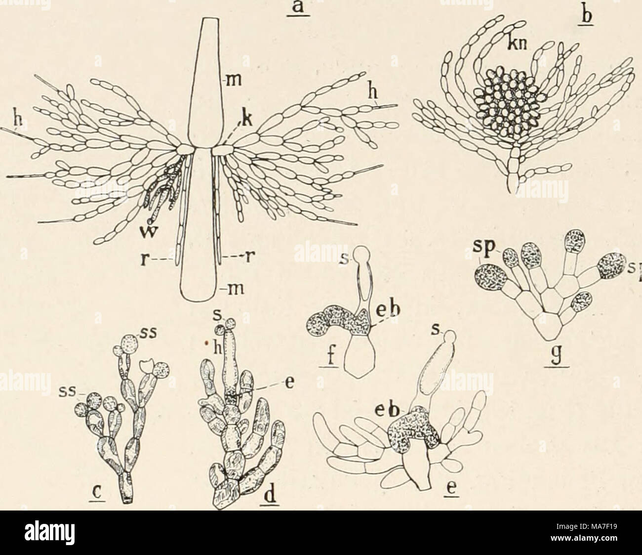 Langtriebe hi-res stock photography and images - Alamy