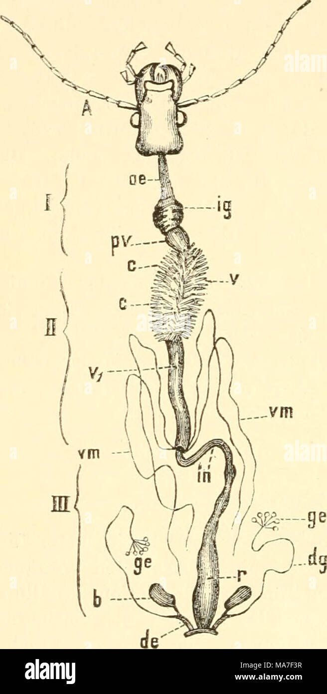 Zotten hi-res stock photography and images - Alamy