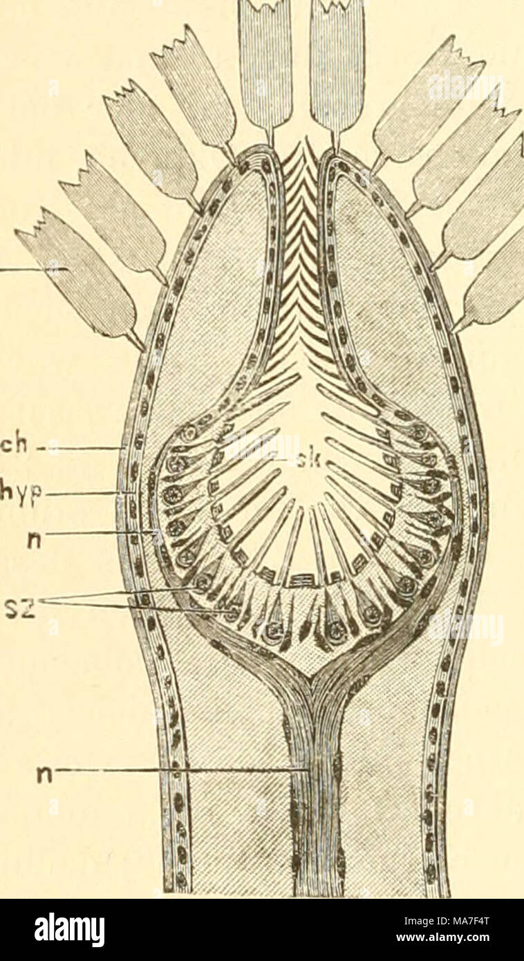 . Einführung in die Kenntnis der Insekten . Fig. 268. welches ...