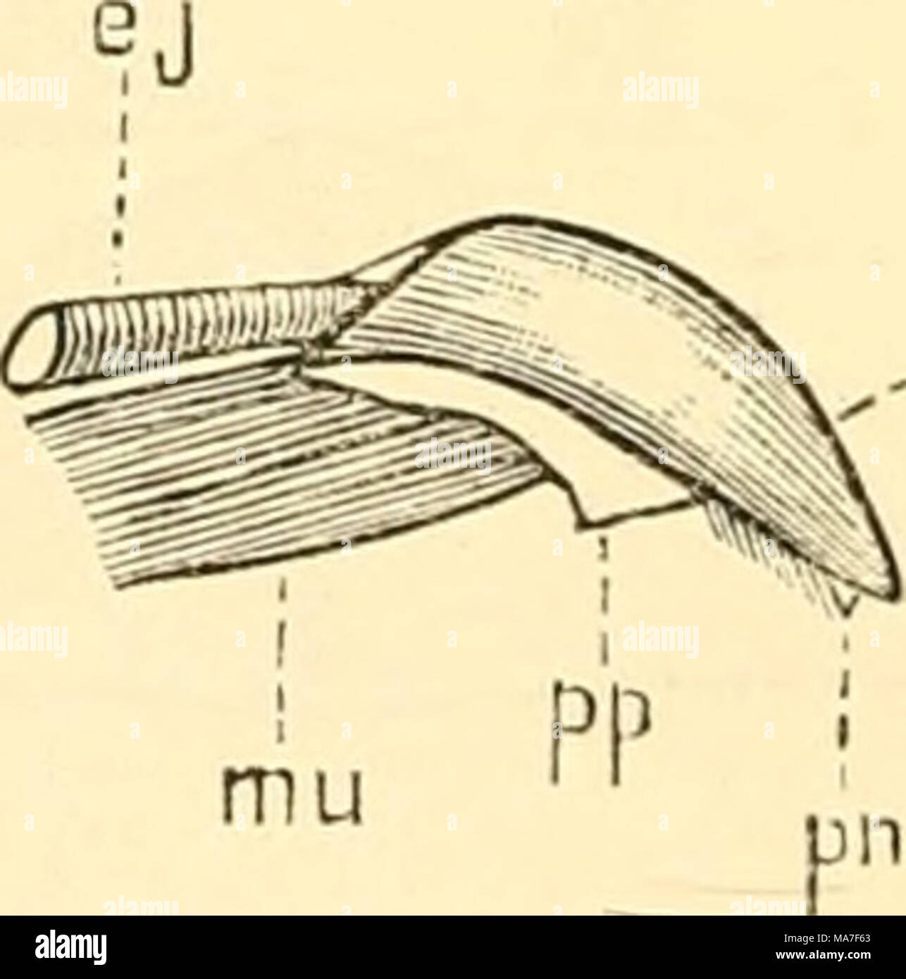 Mit rute hi-res stock photography and images - Alamy