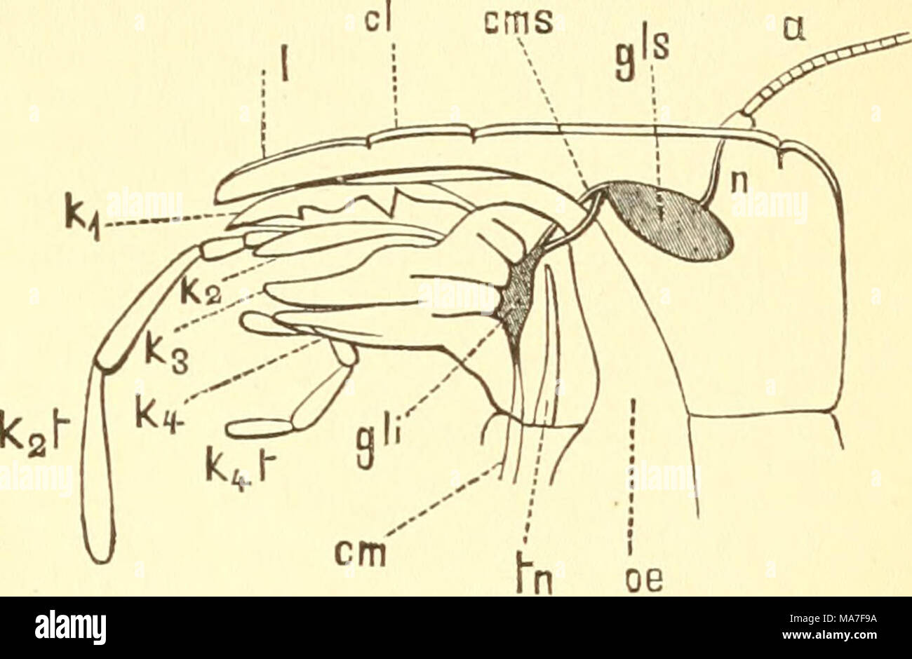 Insekts hi-res stock photography and images - Alamy