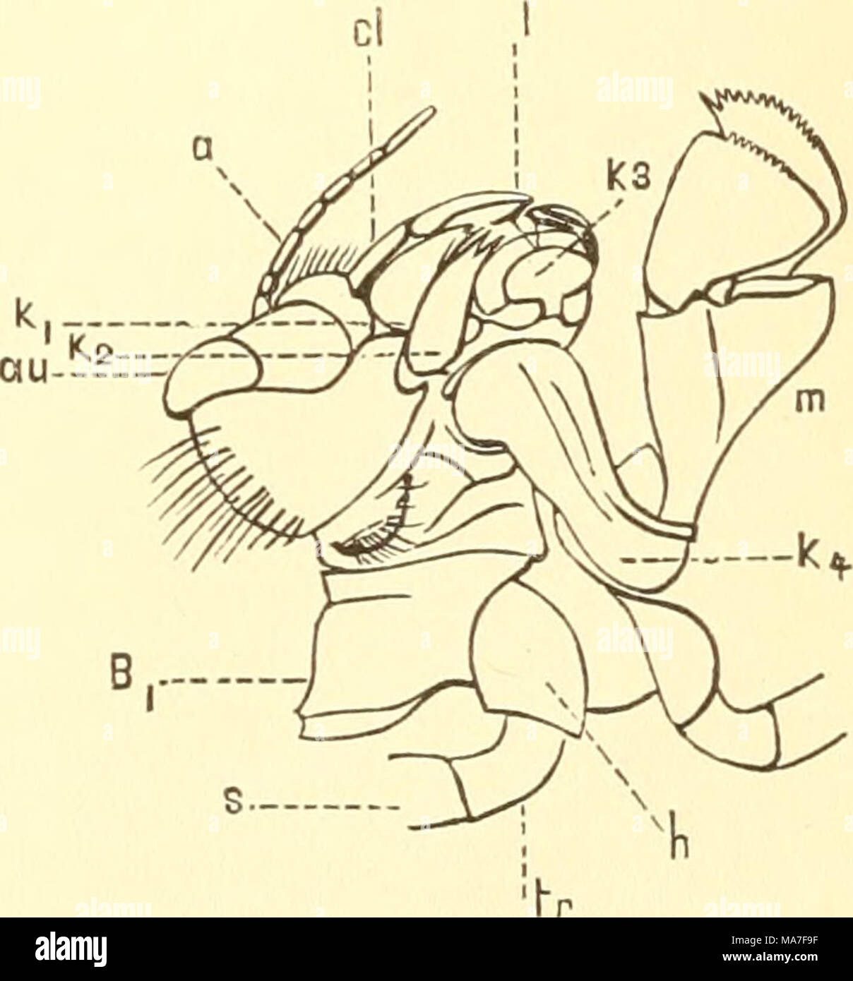 Schenkelring hi-res stock photography and images - Alamy
