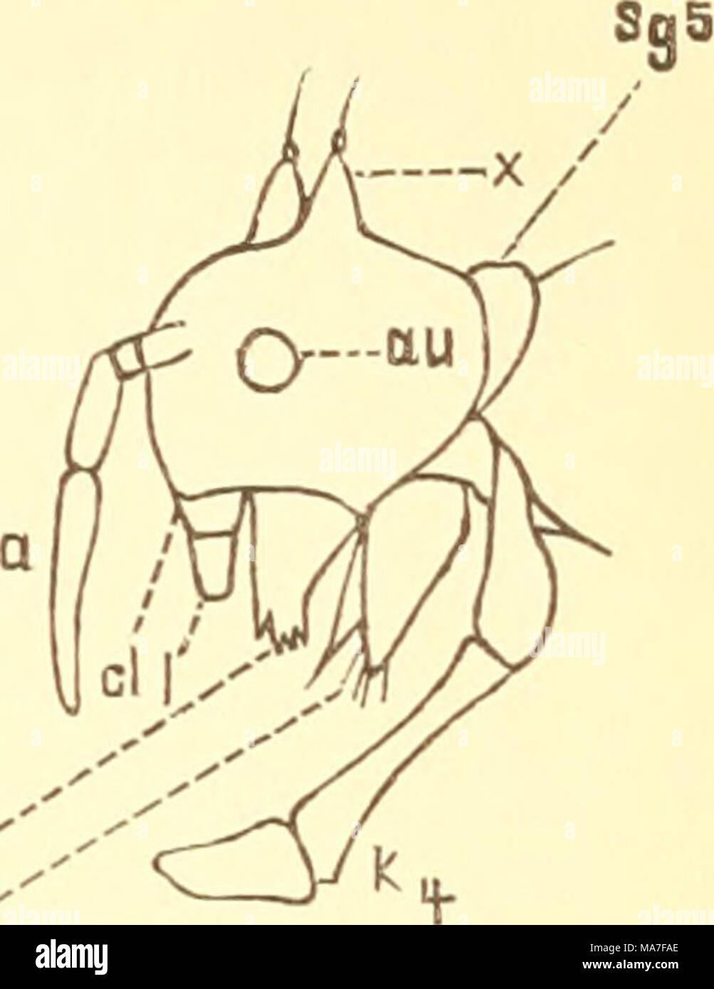 Insekten anlage hi-res stock photography and images - Alamy