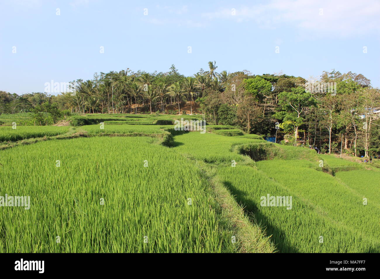 the atmosphere of the rice countryside is green, beautiful and cool in ...