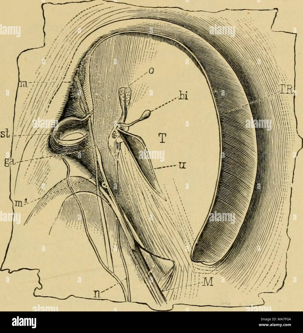 . Elementary entomology . Fig. 52. Ear of locust {Calopteinis italictis ...