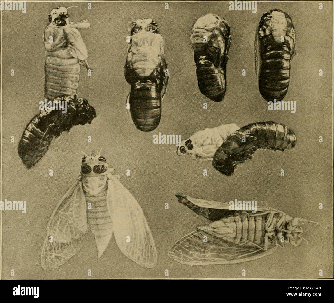 . Elementary entomology . Fig. 56. Molting of the full-grown nymph of ...
