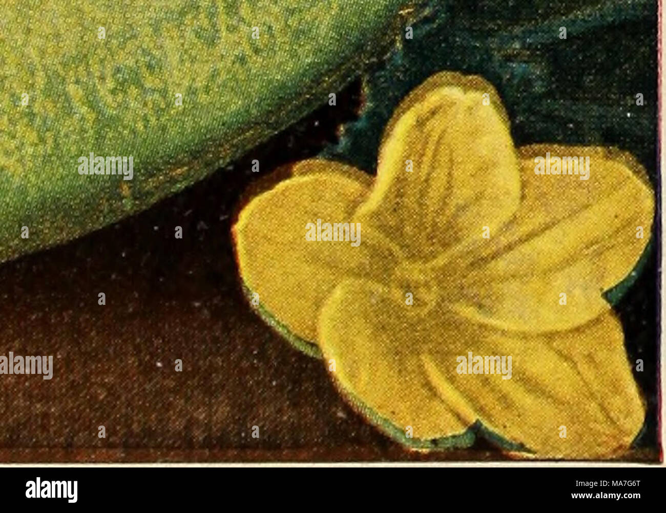 . Eighty-five super-standard strains season of 1927 Stock Photo - Alamy