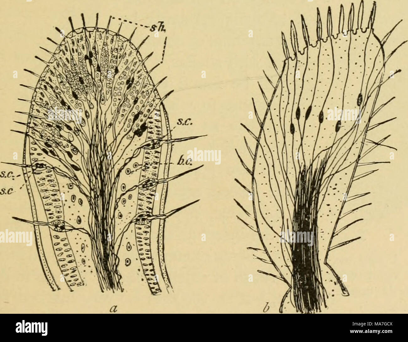 Maxillary palpi hi-res stock photography and images - Alamy