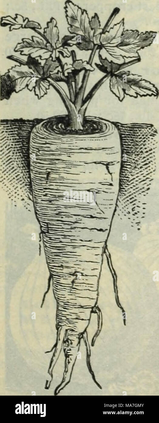 Hardier varieties hi-res stock photography and images - Alamy