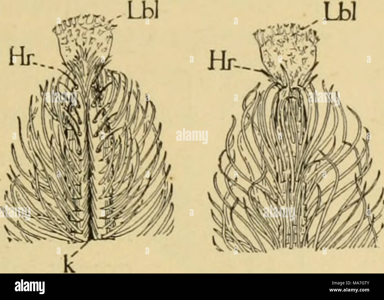 . Elementary entomology . Fig. 47. Tip of tongue of honey-bee Showing ...